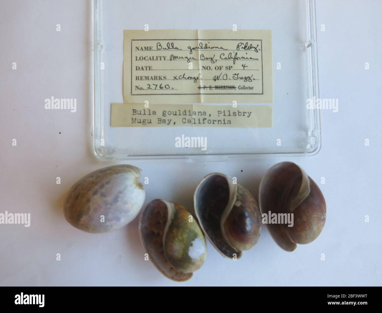 Gouldiana hi-res stock photography and images - Alamy