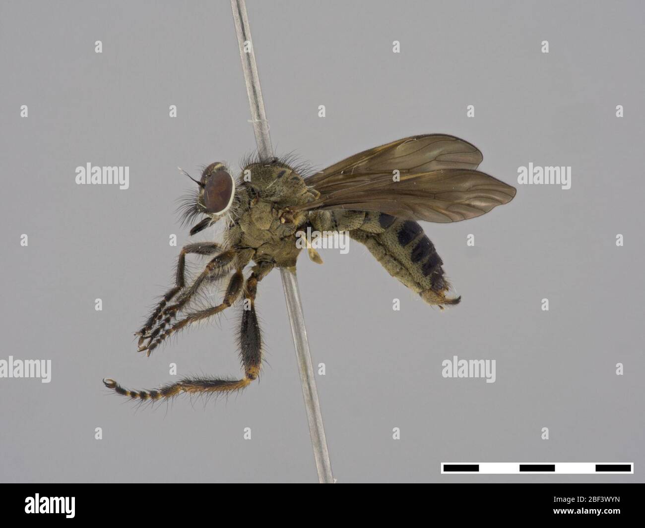Annulata hi-res stock photography and images - Alamy