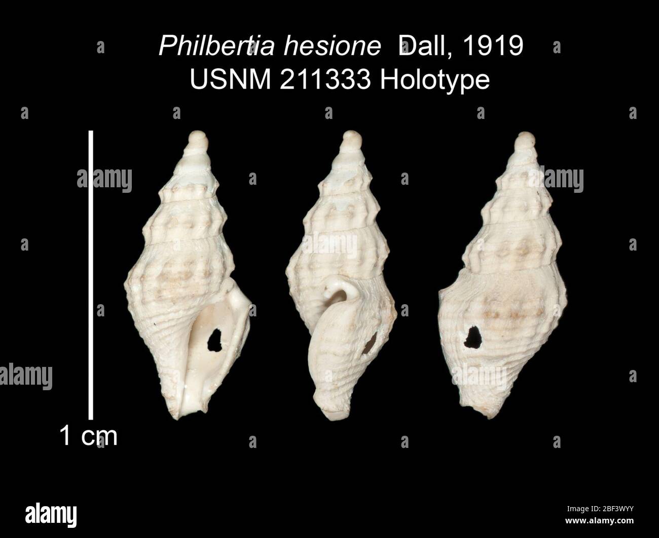 Hesione hi-res stock photography and images - Alamy