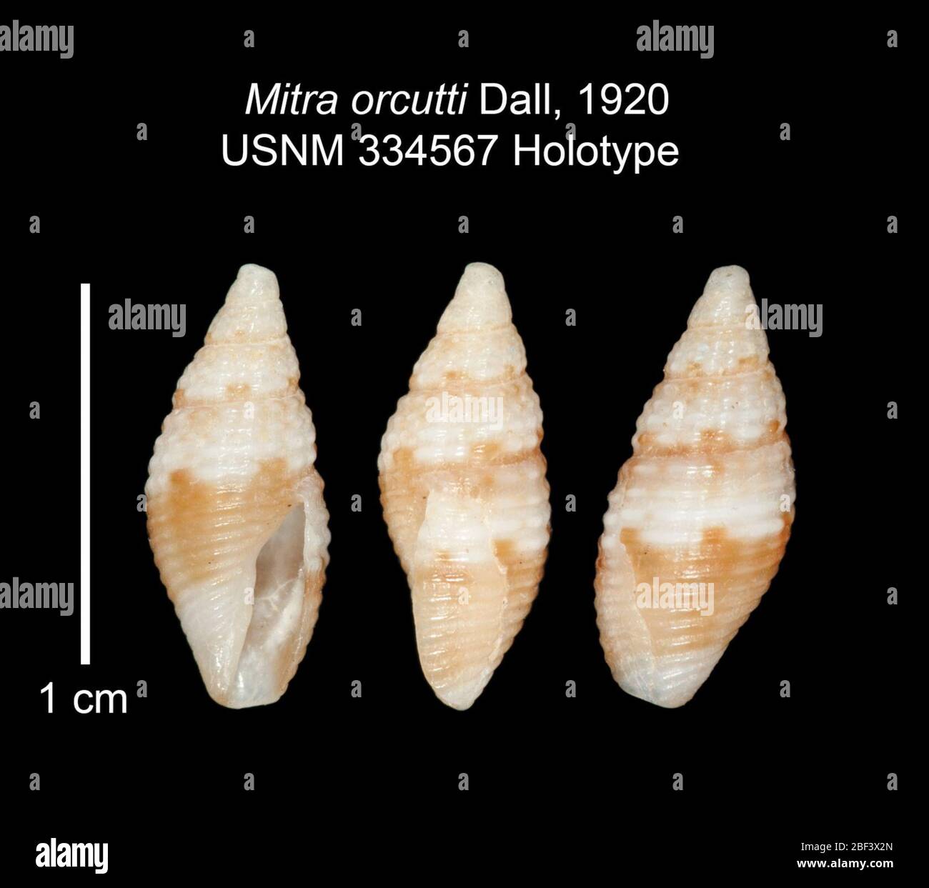 Shell mitra hi-res stock photography and images - Alamy