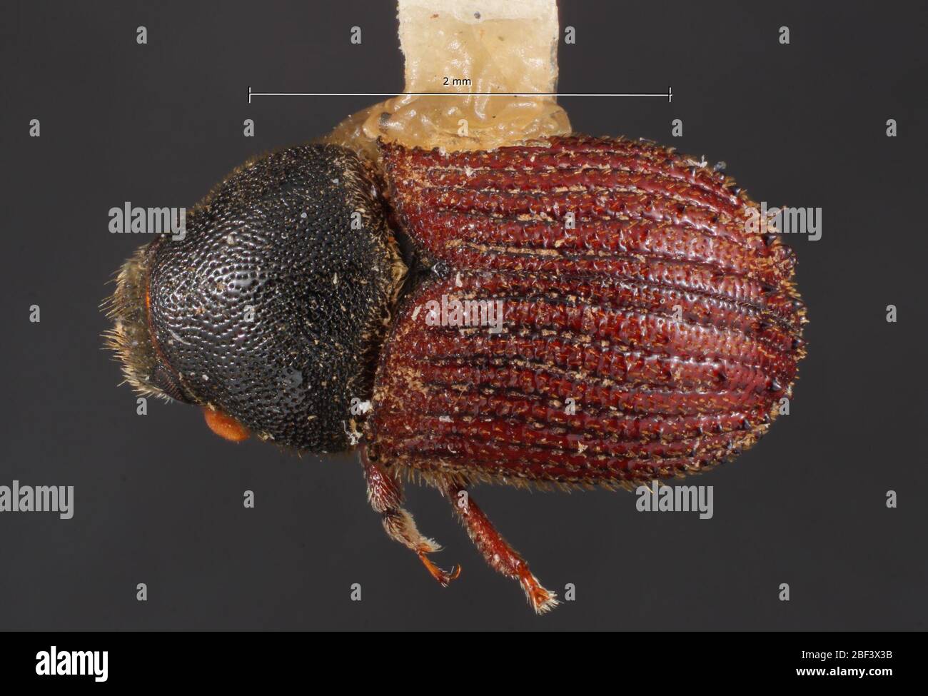 Phloeosinus hi-res stock photography and images - Alamy