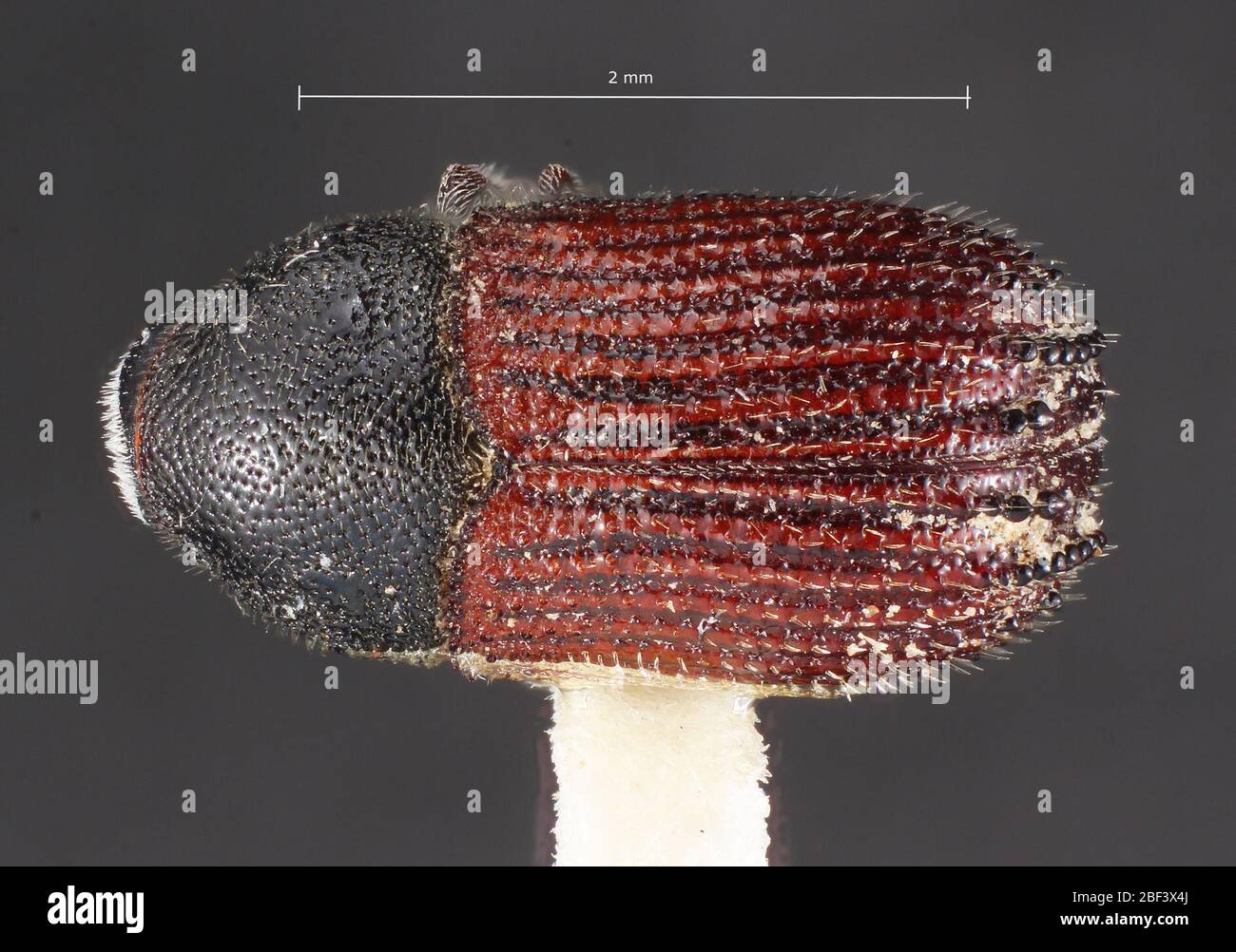Phloeosinus blackwelderi. Label: Blackwelder collection6 Nov 20171 ...