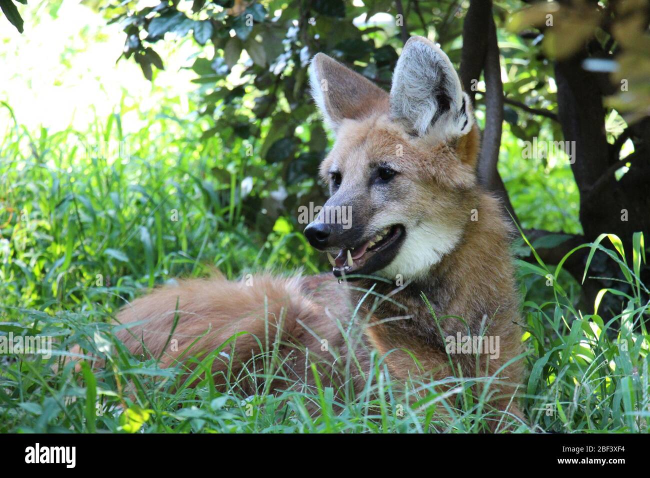 Maned Wolf. Species: brachyurus,Genus: Chrysocyon,Family: Canidae,Order ...