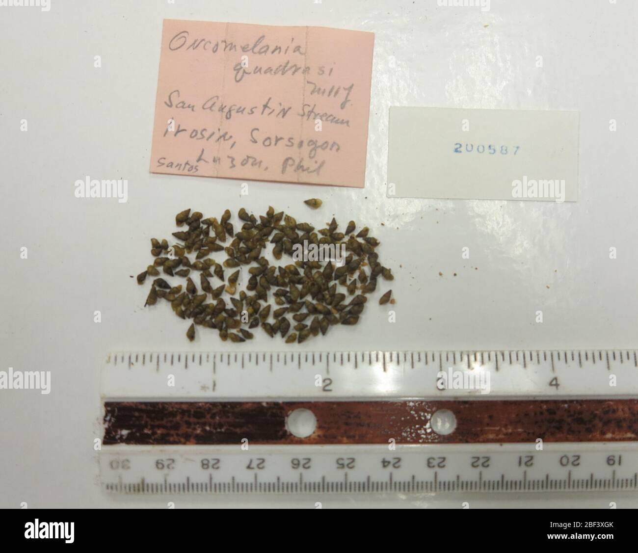 Oncomelania quadrasi. 12 Sep 2016100 Stock Photo - Alamy