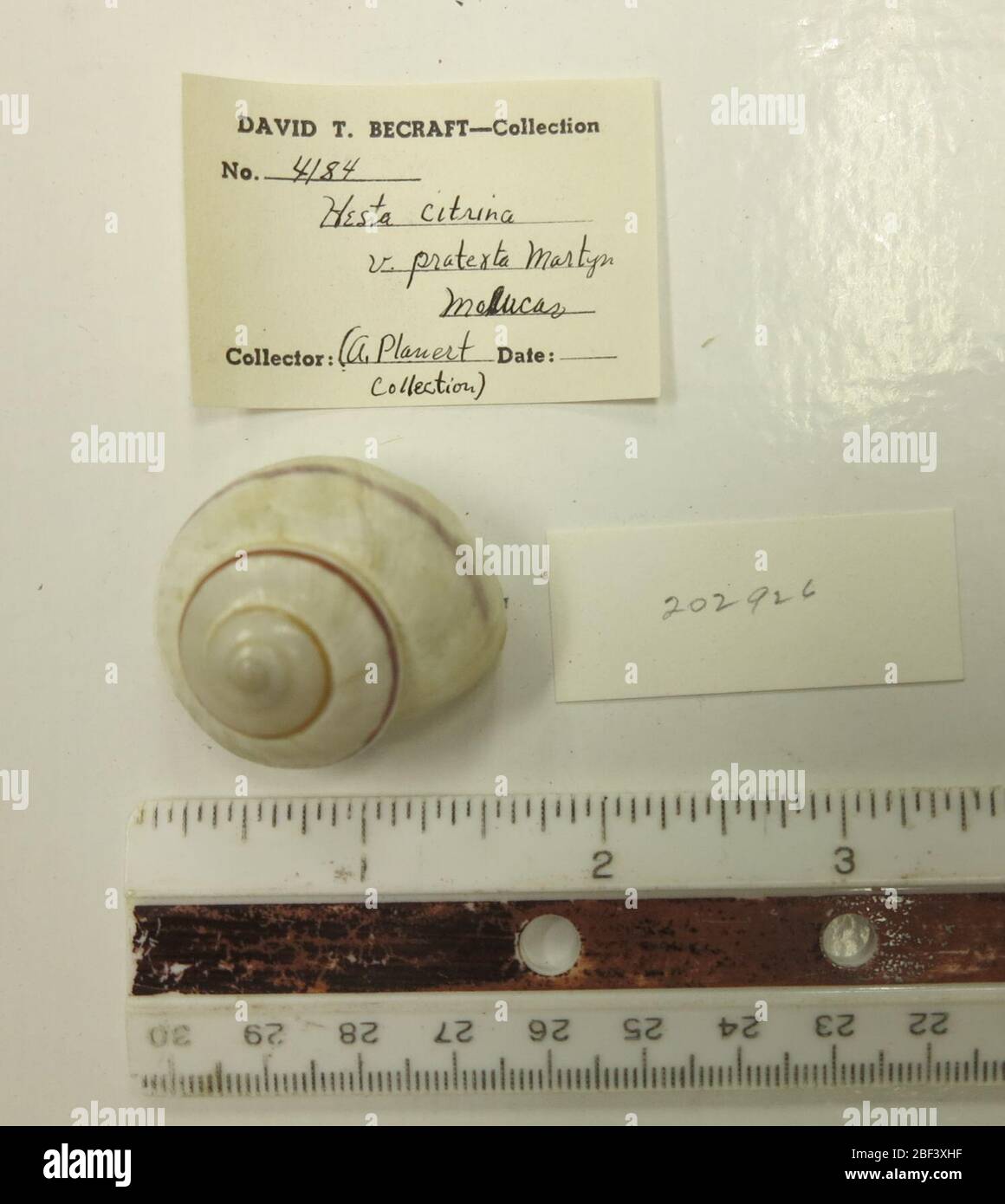 Praetexta hi-res stock photography and images - Alamy