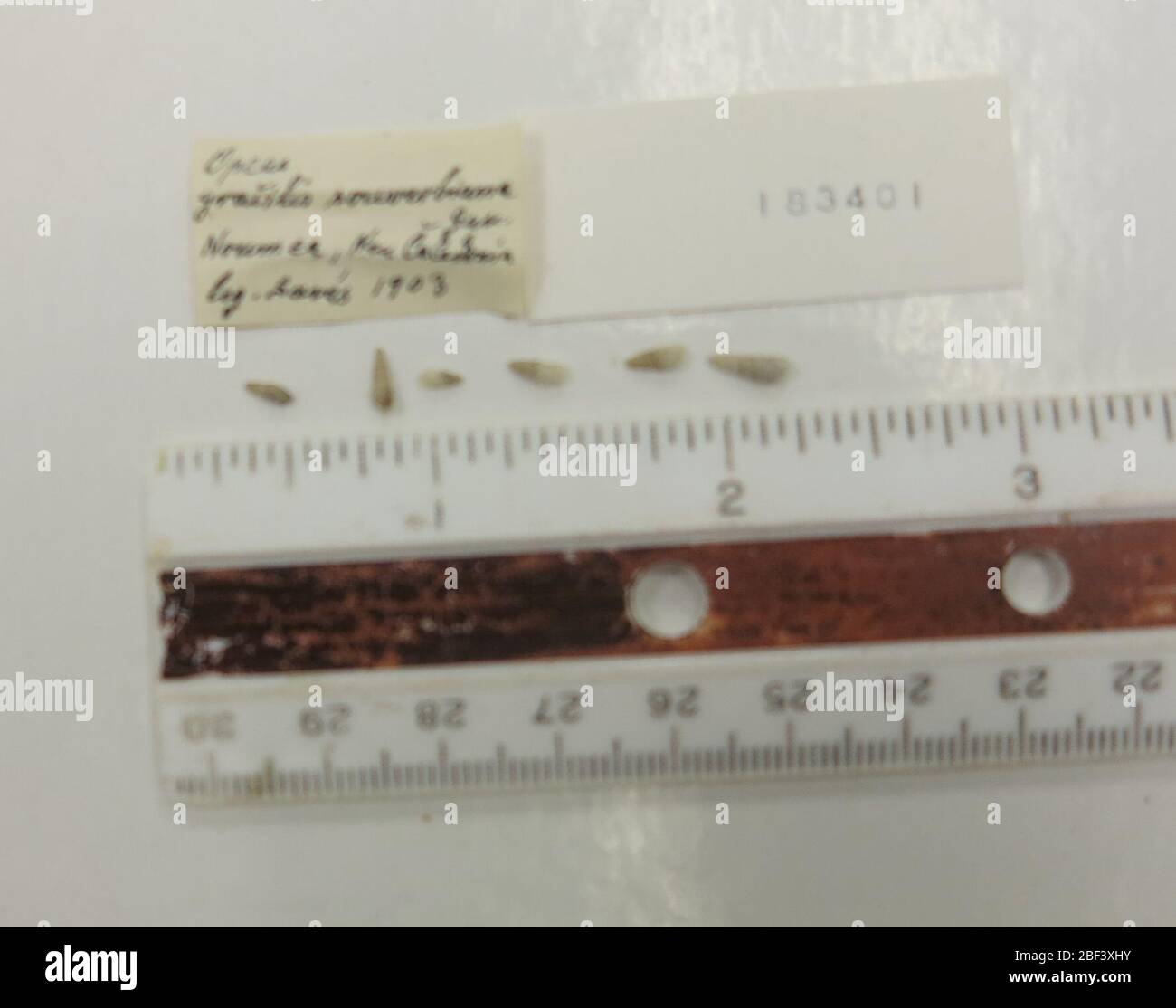 Opeas hi-res stock photography and images - Alamy