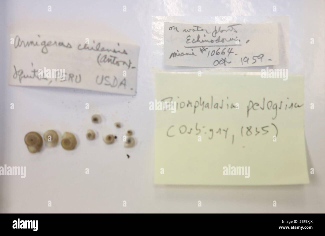 Biomphalaria hi-res stock photography and images - Alamy