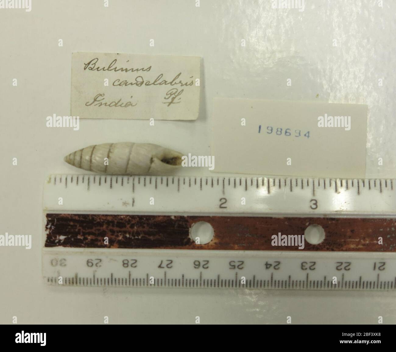 Bulimus hi-res stock photography and images - Alamy