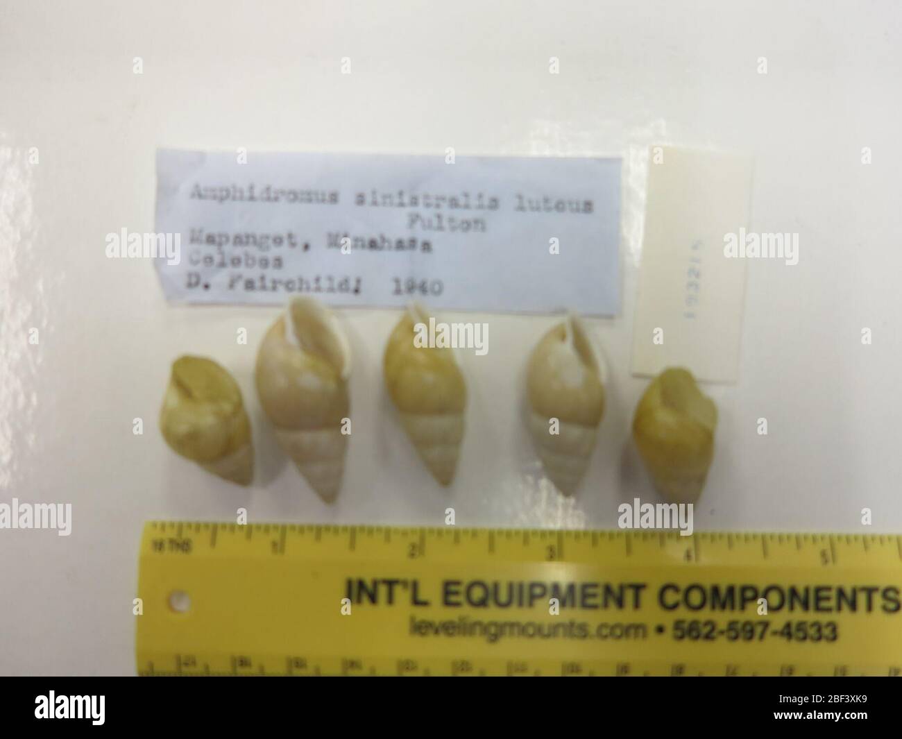 Amphidromus High Resolution Stock Photography and Images - Alamy