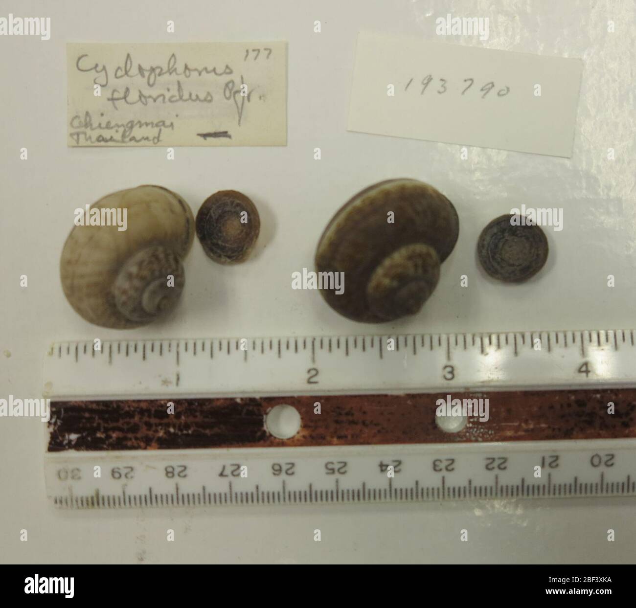 Cyclophorus hi-res stock photography and images - Alamy