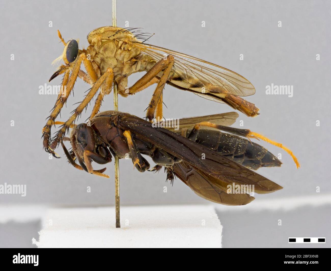 Symmachus hi-res stock photography and images - Alamy