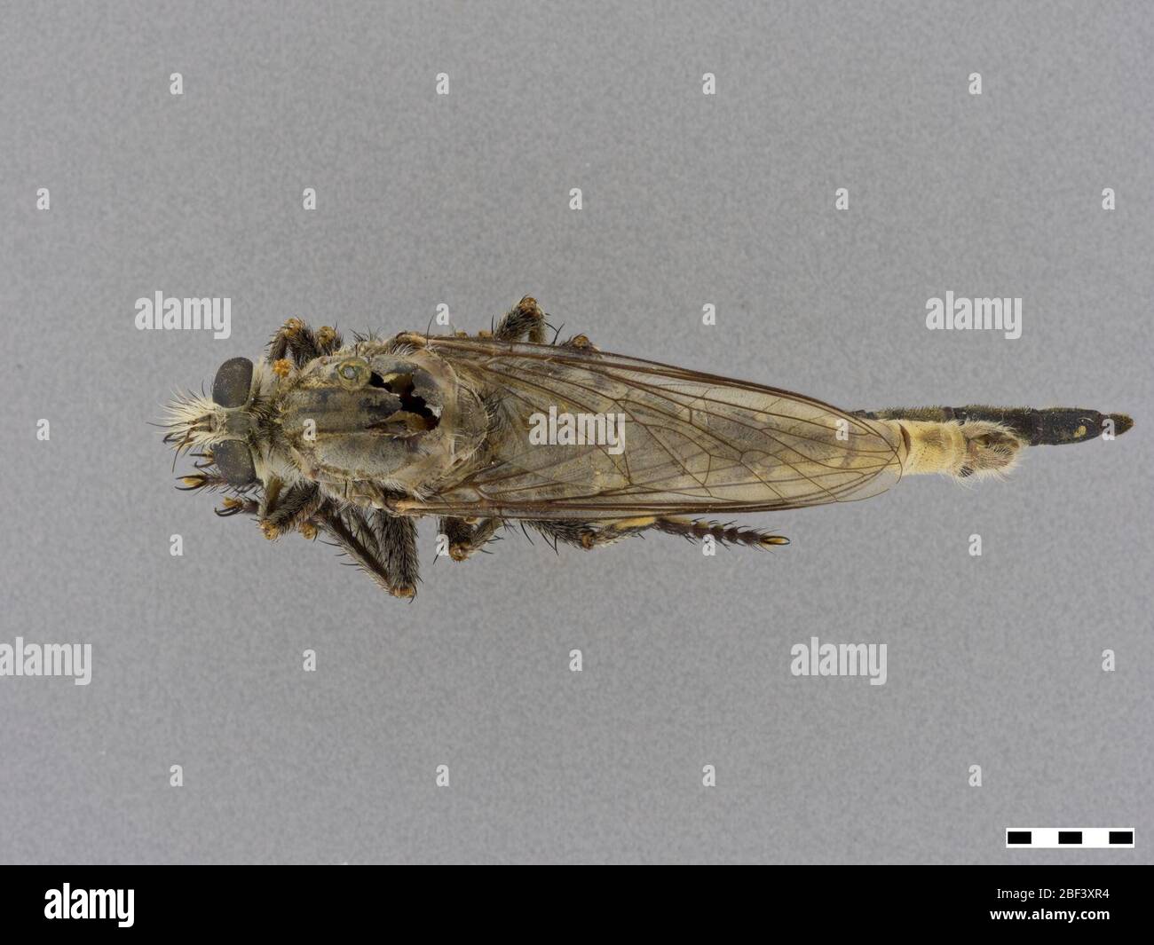 Hymenoptera specimen hi-res stock photography and images - Alamy