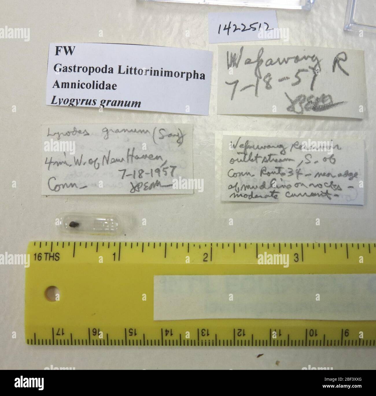 Granum hi-res stock photography and images - Alamy