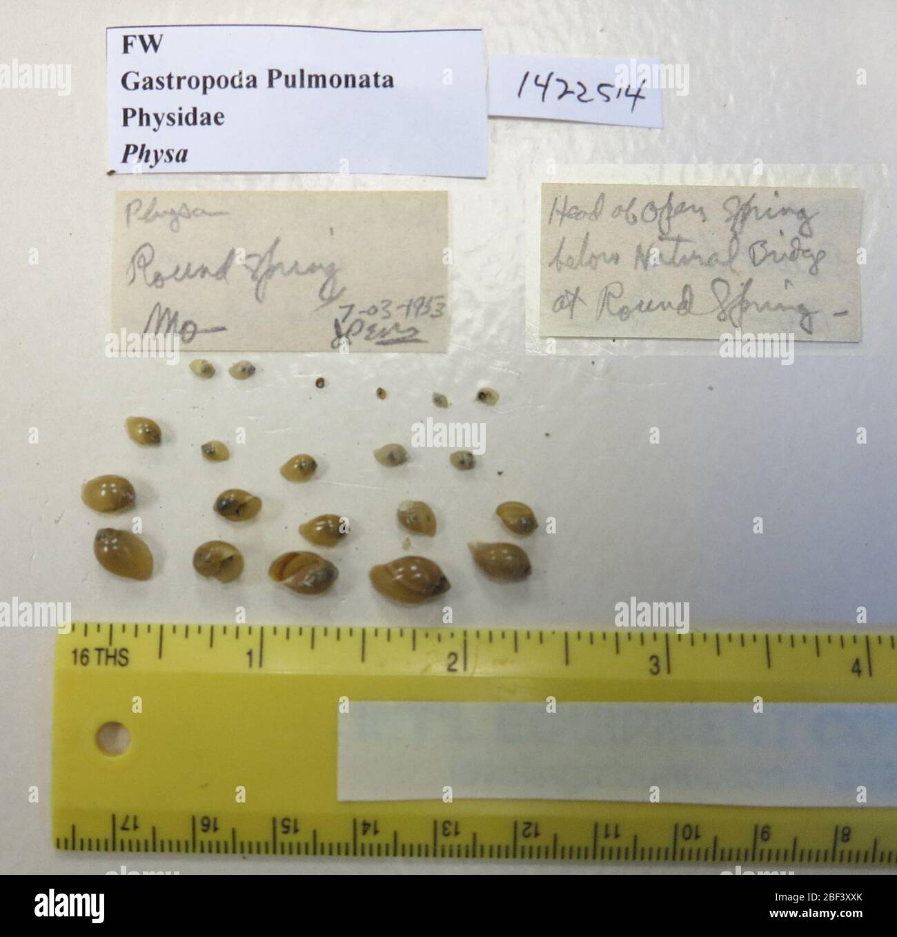 Physa hi-res stock photography and images - Alamy