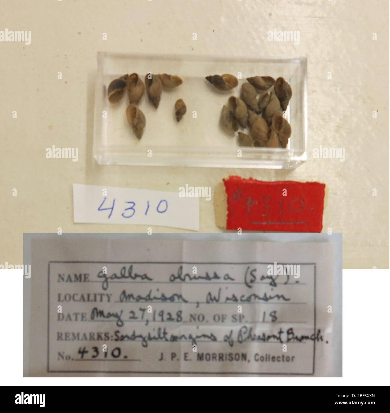 Fossaria obrussa. 14 Jan 2020I3 Stock Photo - Alamy