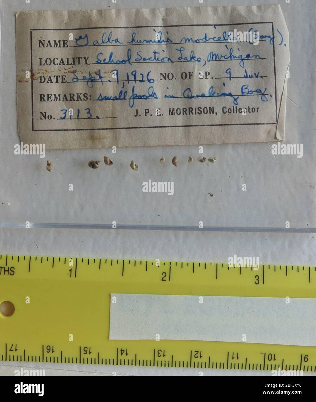 Mollusk distribution hi-res stock photography and images - Alamy