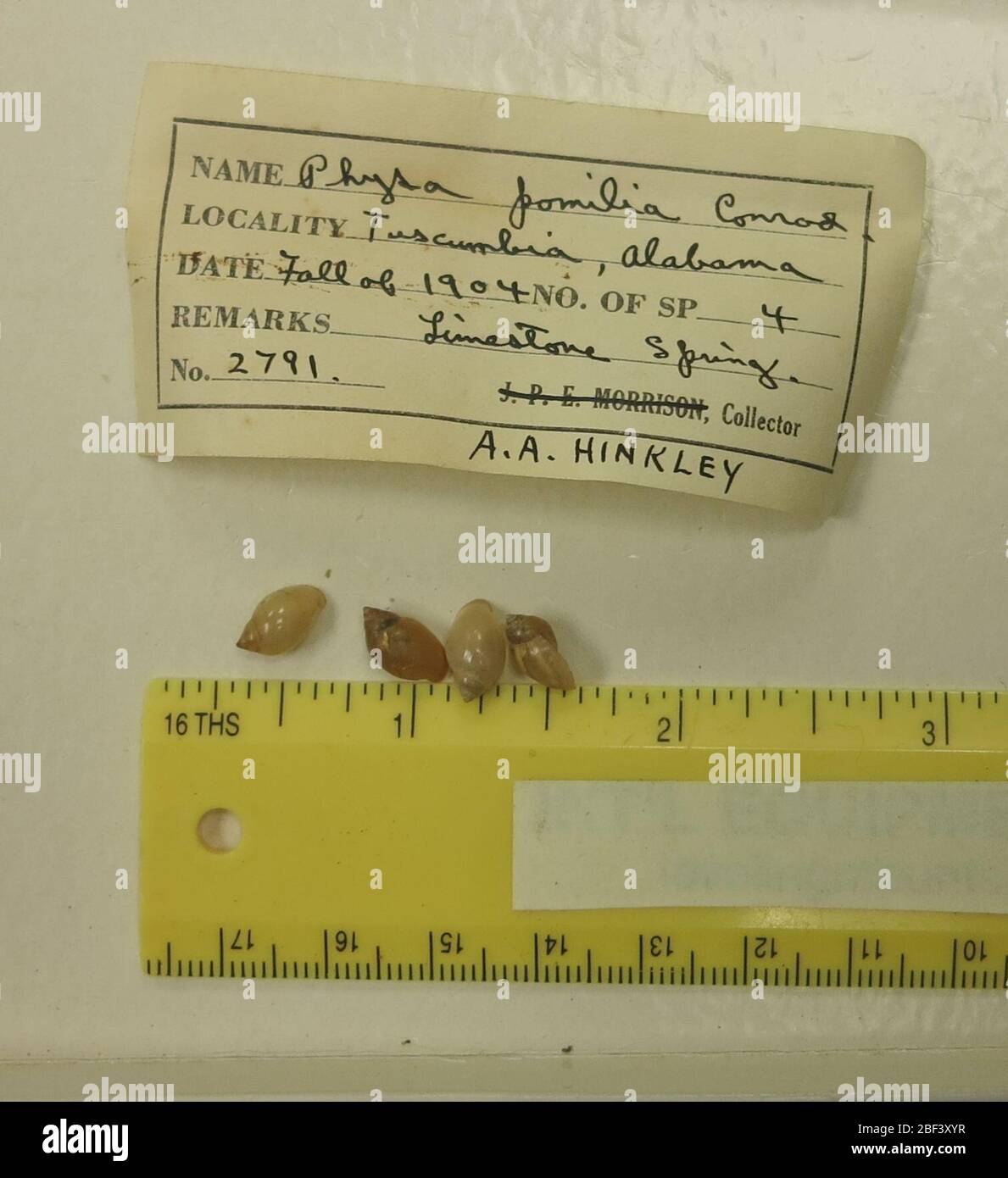 Physella heterostropha hi-res stock photography and images - Alamy