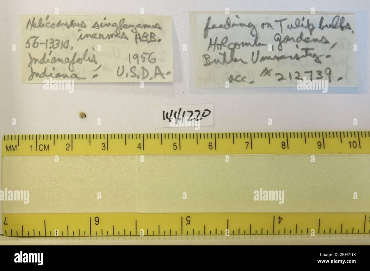 Helicodiscus singleyanus. Acc 199972. 2 others returned13 Feb 20171 ...