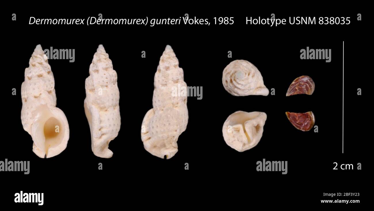 Dermomurex Dermomurex gunteri. 4 Apr 20181 Stock Photo - Alamy