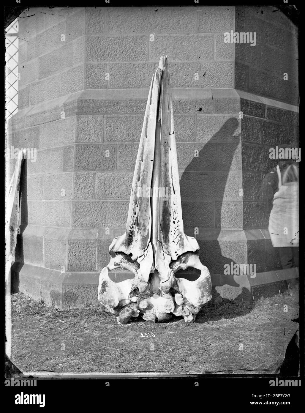 Gray Whale Skull. Skull, gray whale [Eschrichtius robustus]. North ...