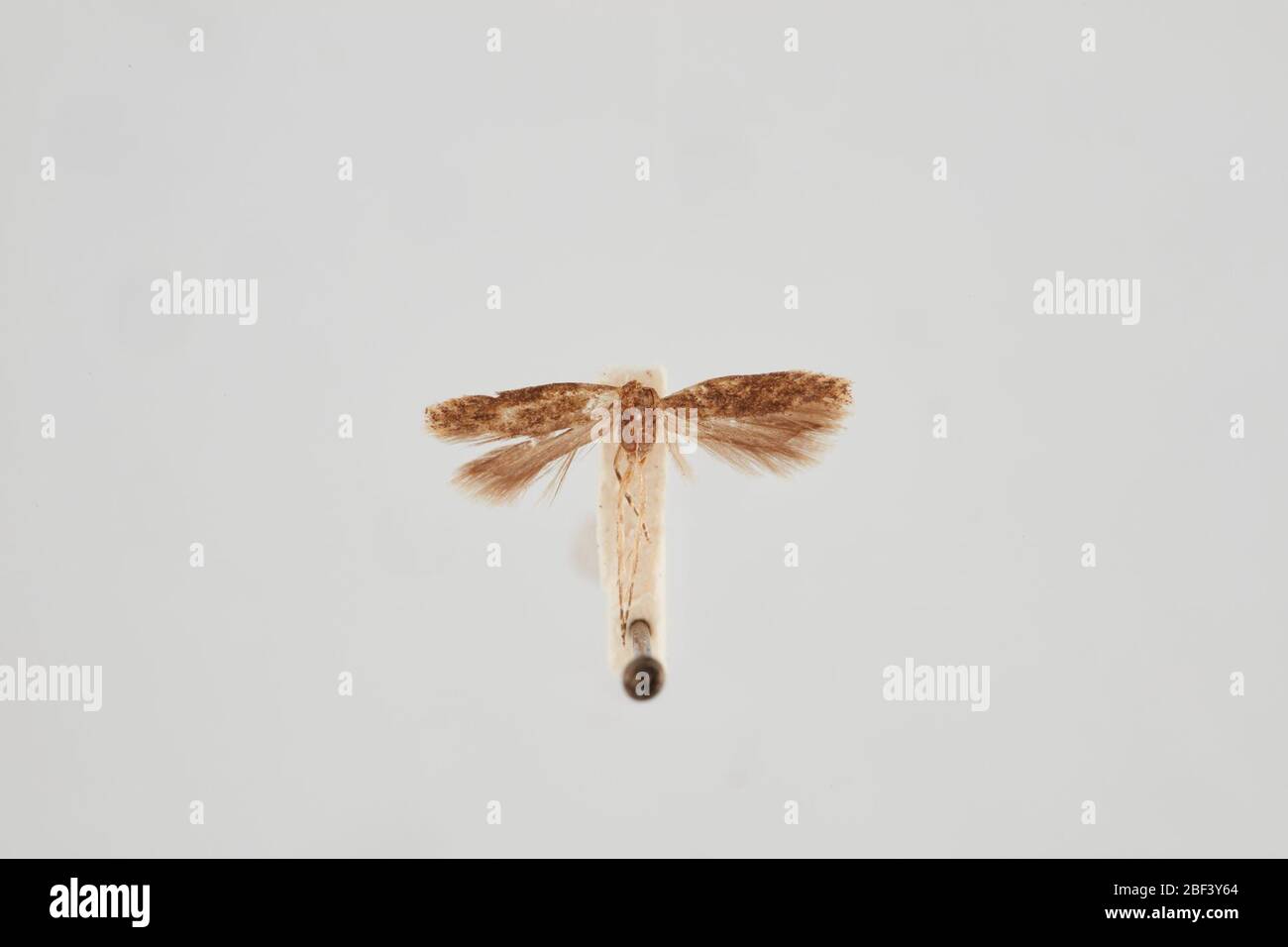 Tuta absoluta hi-res stock photography and images - Alamy