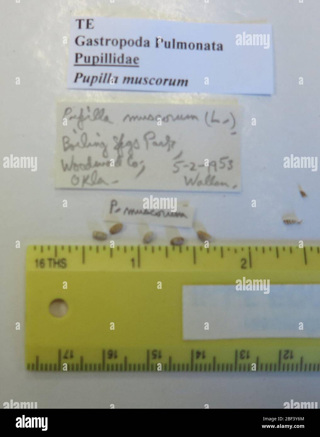 Pupilla hi-res stock photography and images - Alamy