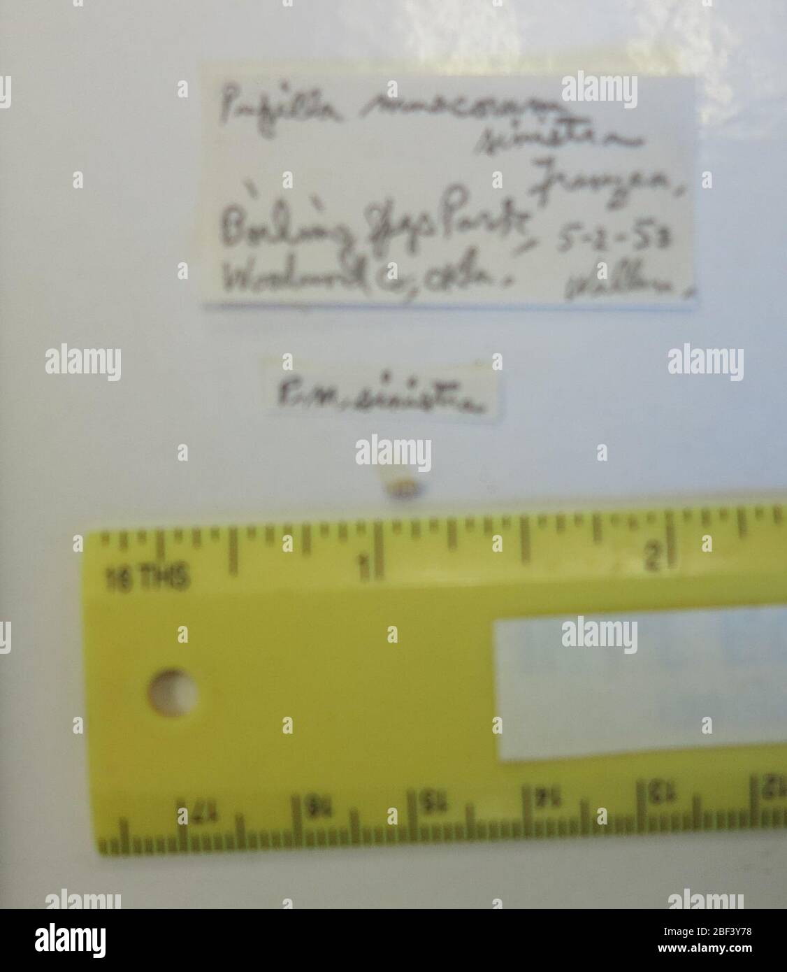 Pupilla hi-res stock photography and images - Alamy