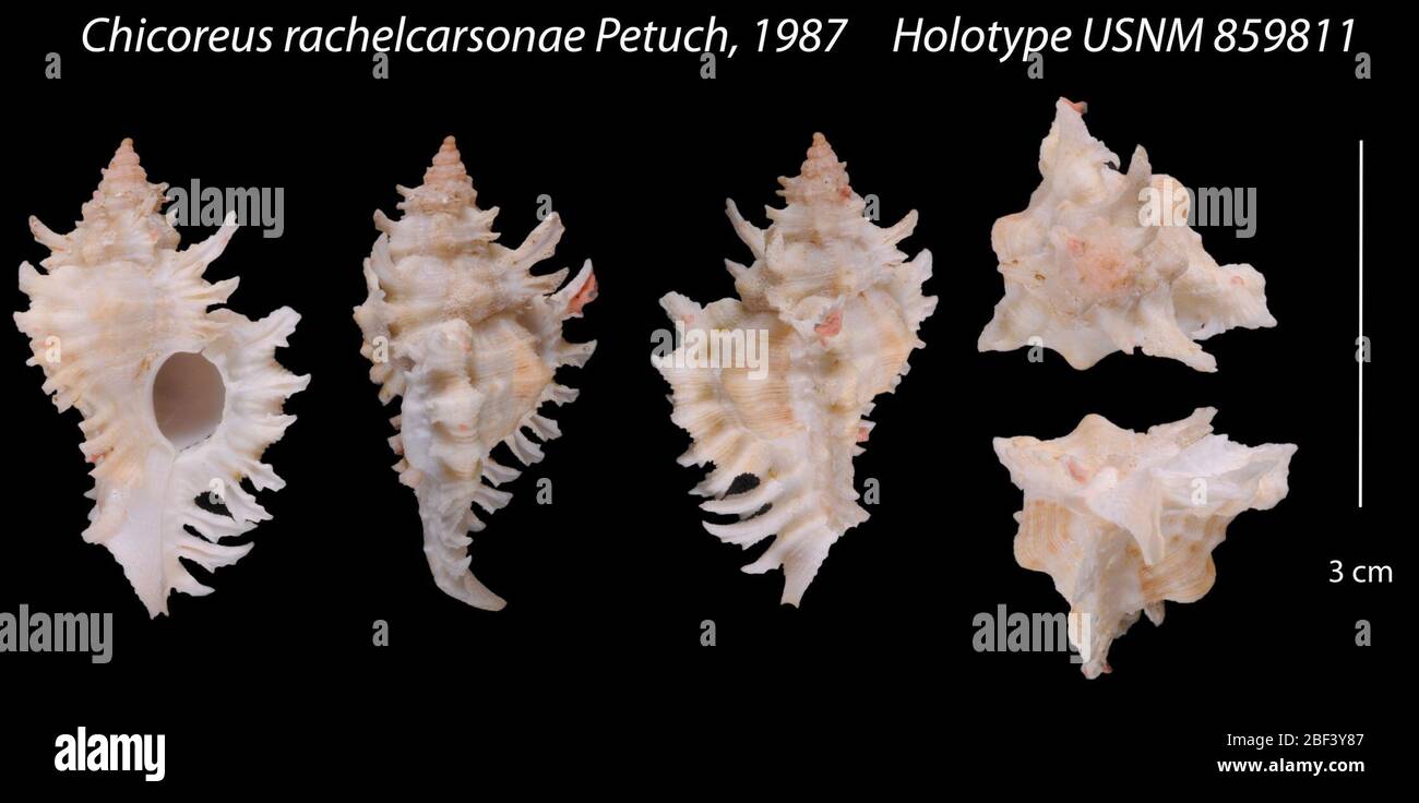 Chicoreus hi-res stock photography and images - Alamy