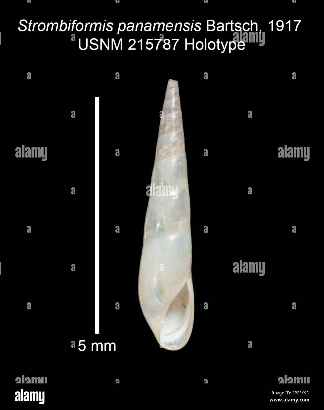 Strombiformis panamensis. 18 Jan 201727991 Stock Photo - Alamy
