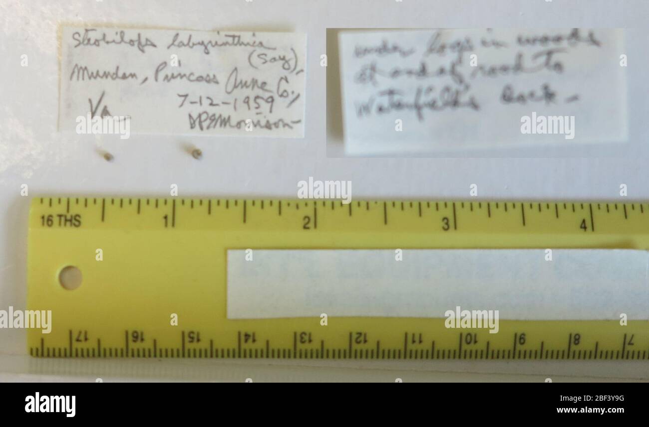 Strobilops labyrinthica. 13 Feb 20172 Stock Photo - Alamy