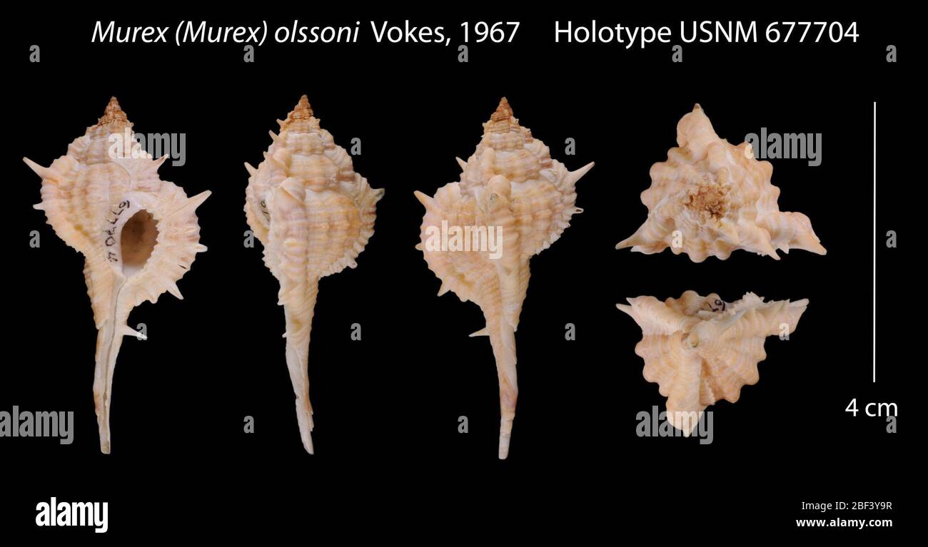 Murex Murex olssoni. 4 Apr 201848961 Stock Photo - Alamy