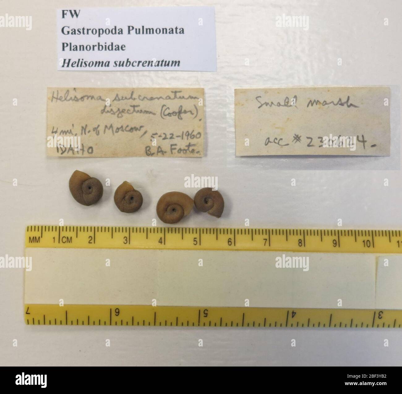 Helisoma Pierosoma subcrenatum disjectum. 13 Feb 20174 Stock Photo - Alamy