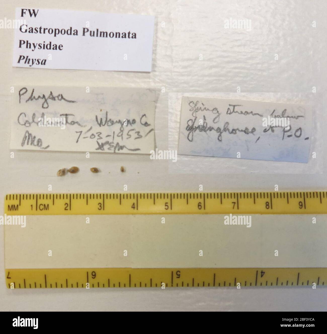 Physa hi-res stock photography and images - Alamy