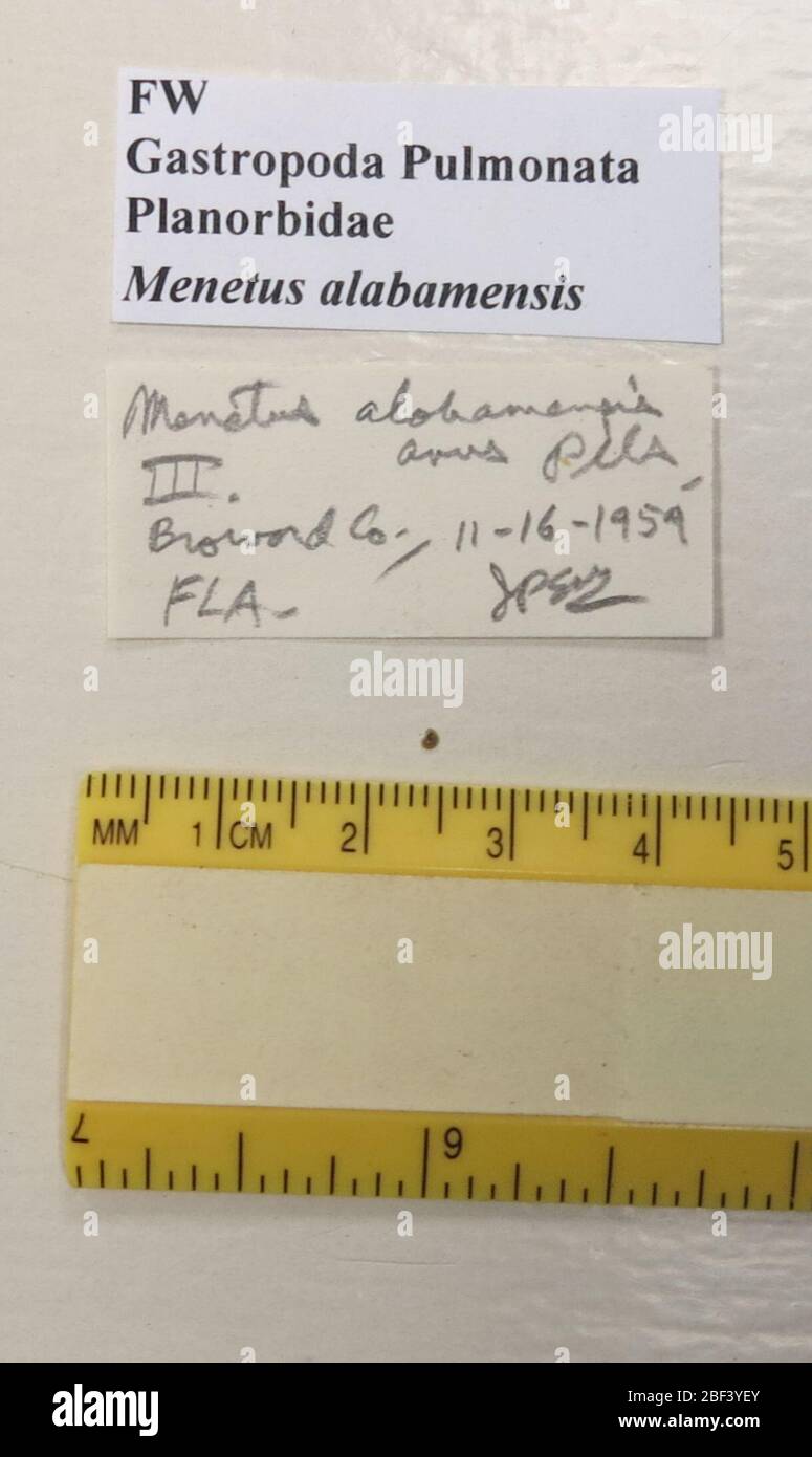 Avus hi-res stock photography and images - Alamy