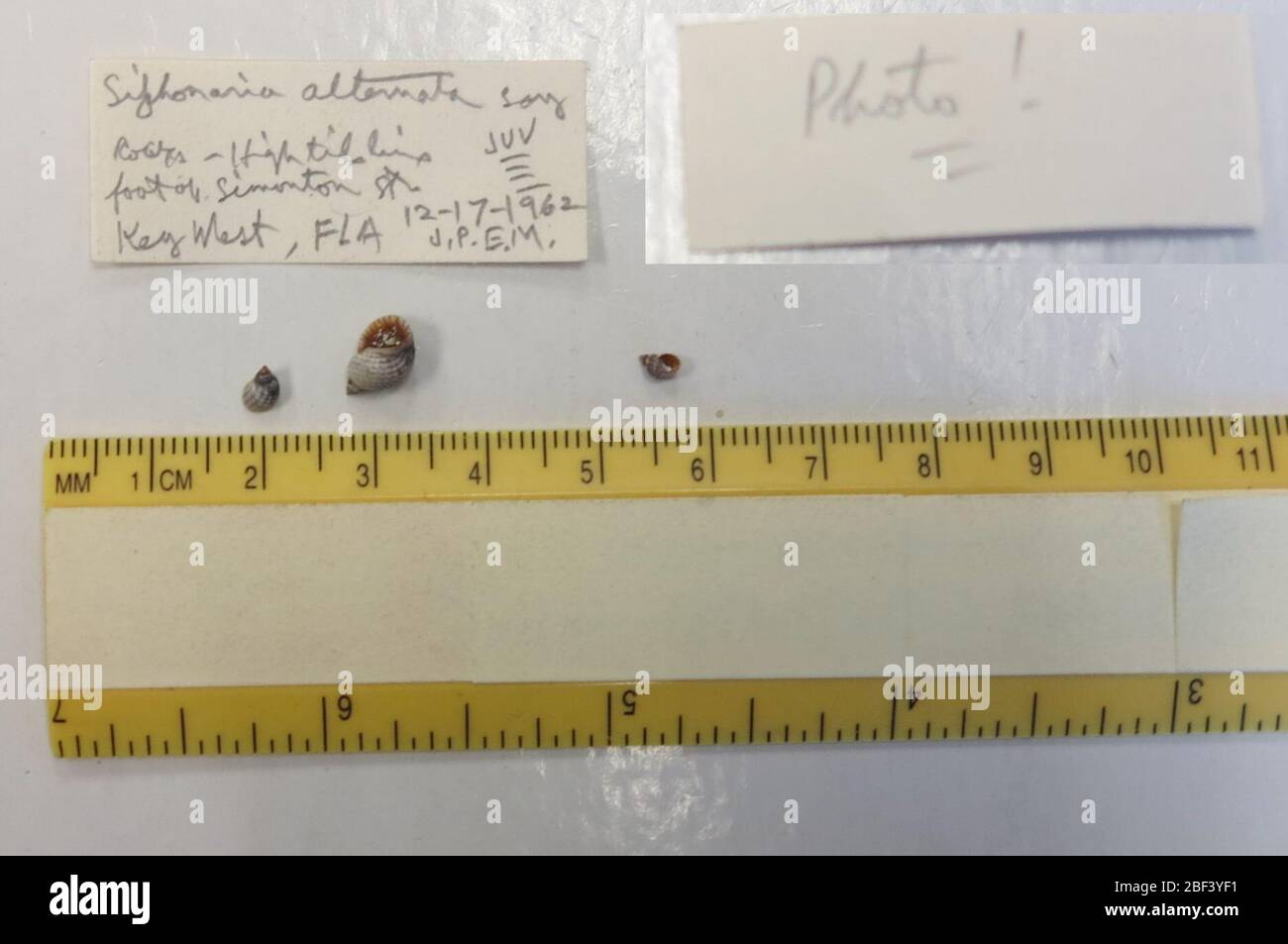 Siphonaria hi-res stock photography and images - Alamy