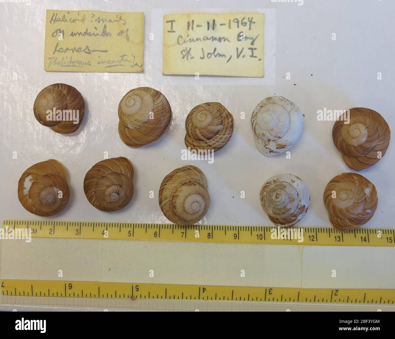 Incerta hi-res stock photography and images - Alamy