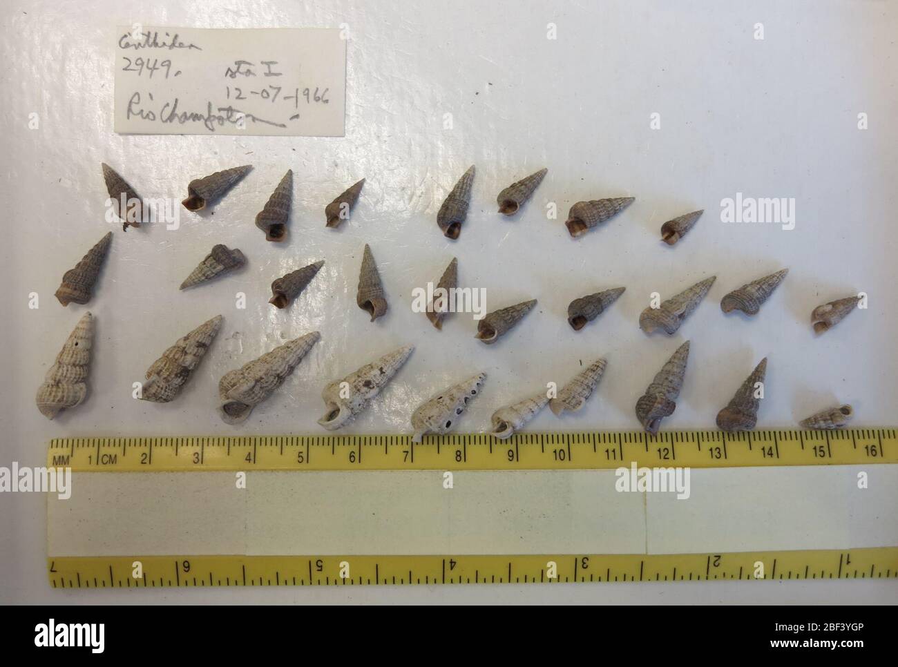 Cerithidea hi-res stock photography and images - Alamy