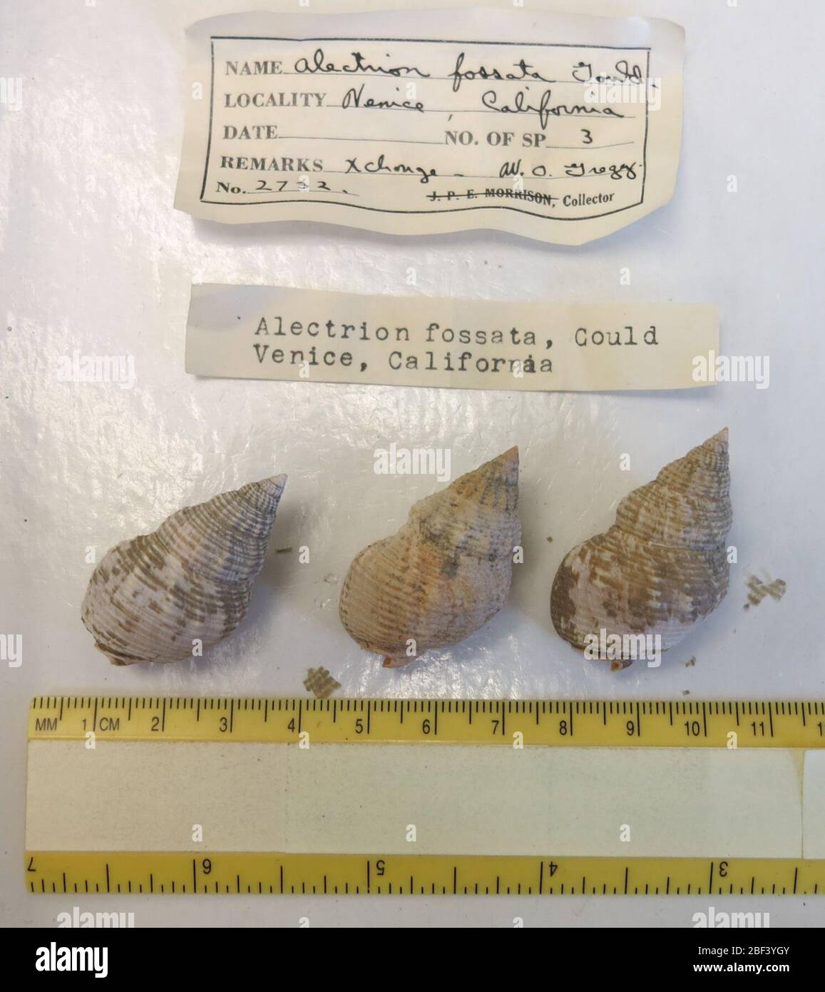 Nassarius hi-res stock photography and images - Alamy