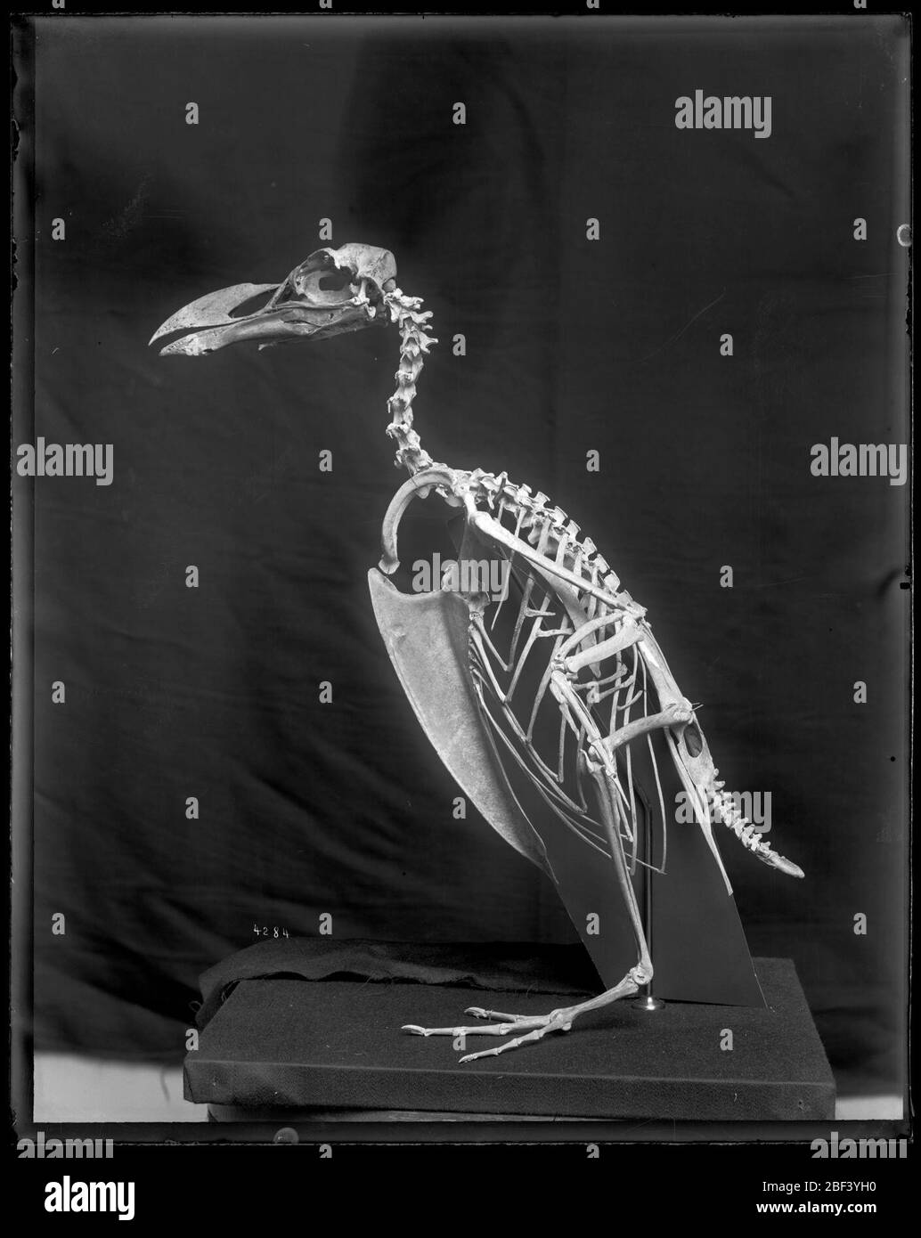 Great auk hi-res stock photography and images - Alamy