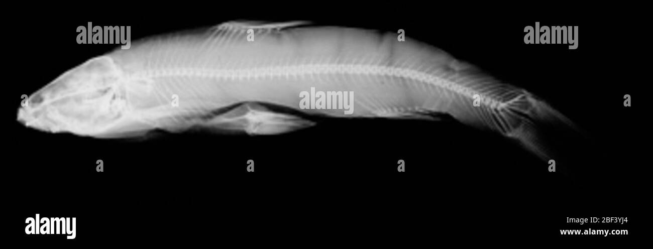 Rathbuni hi-res stock photography and images - Alamy