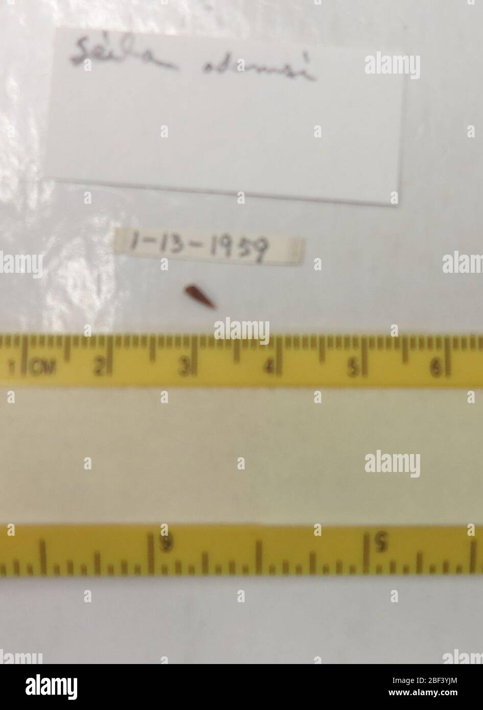 Seila hi-res stock photography and images - Alamy