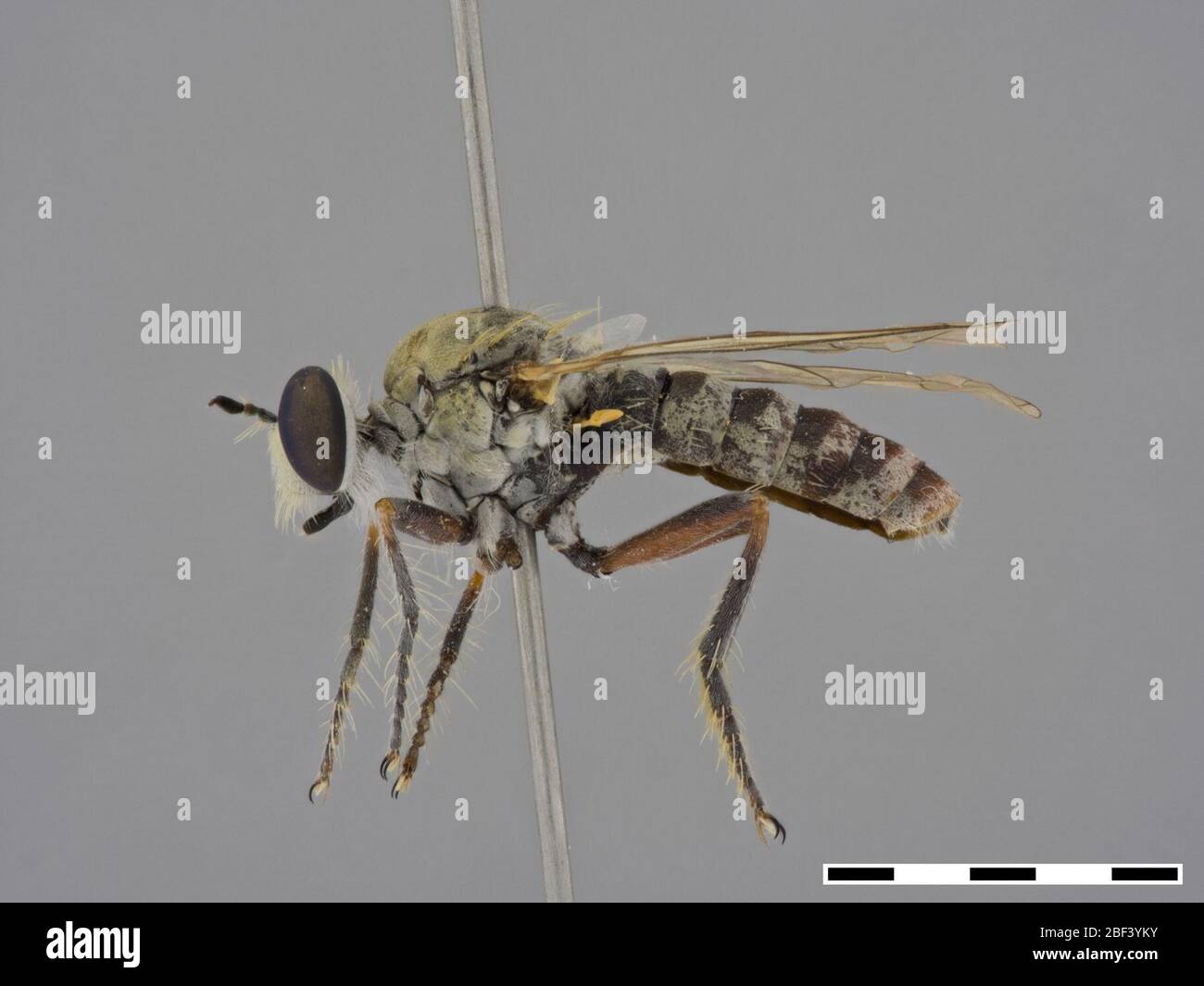 Laphystia tolandi. 18 Jan 20171 Stock Photo - Alamy