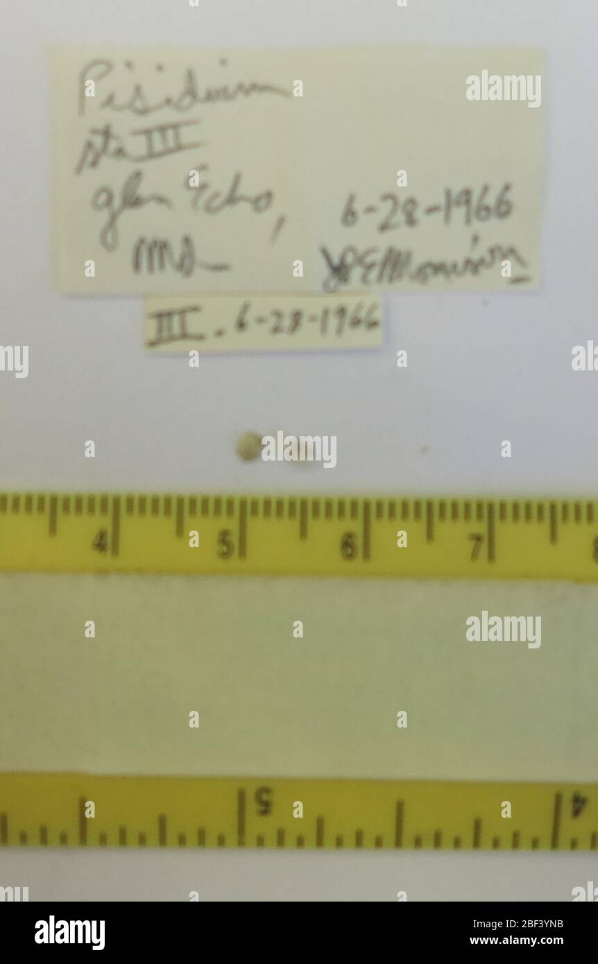 Pisidium sp hi-res stock photography and images - Alamy