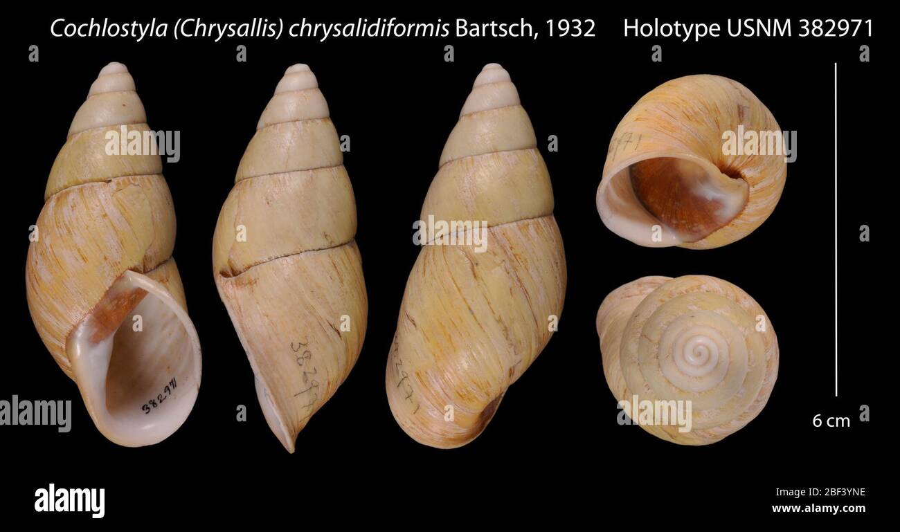 Chrysallis hi-res stock photography and images - Alamy