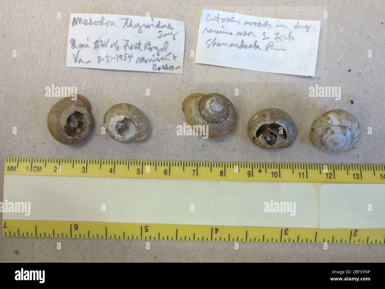 Mesodon thyroidus hi-res stock photography and images - Alamy