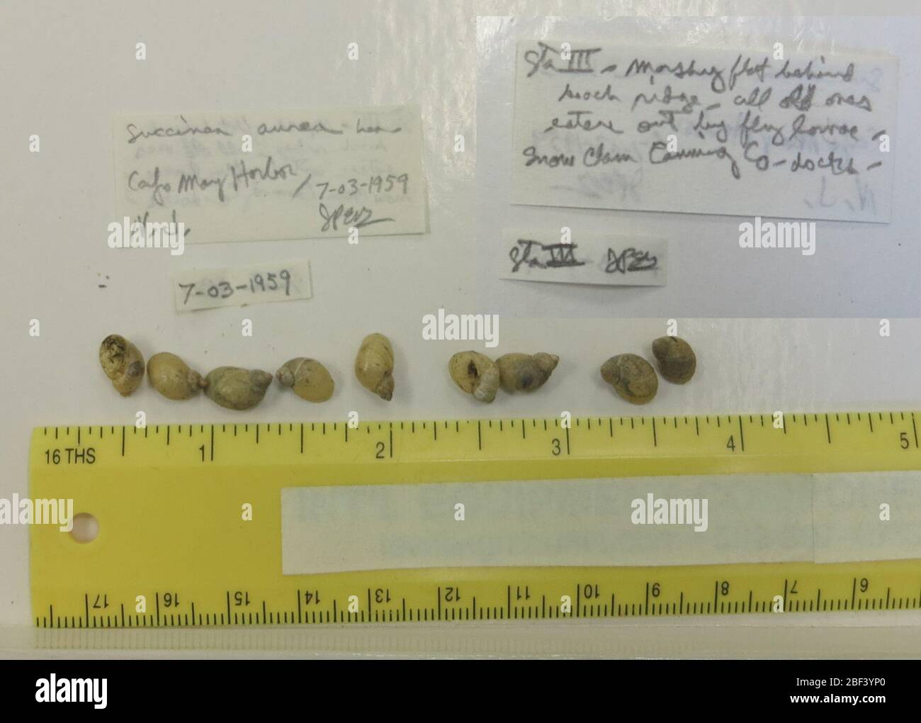 Succinea aurea. 13 Feb 20171 Stock Photo - Alamy