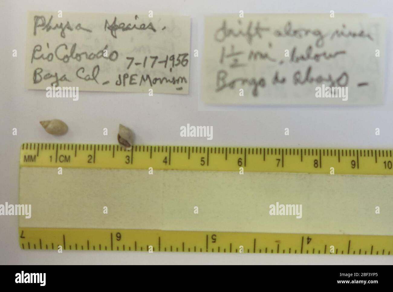 Physa sp hi-res stock photography and images - Alamy