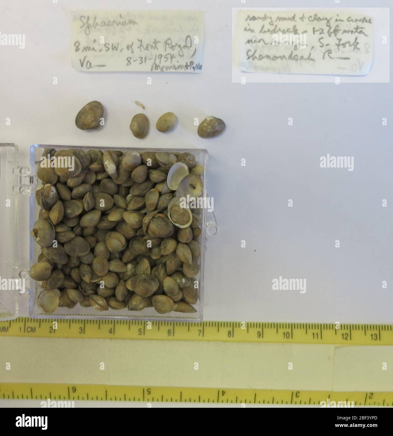 Sphaerium sp hi-res stock photography and images - Alamy