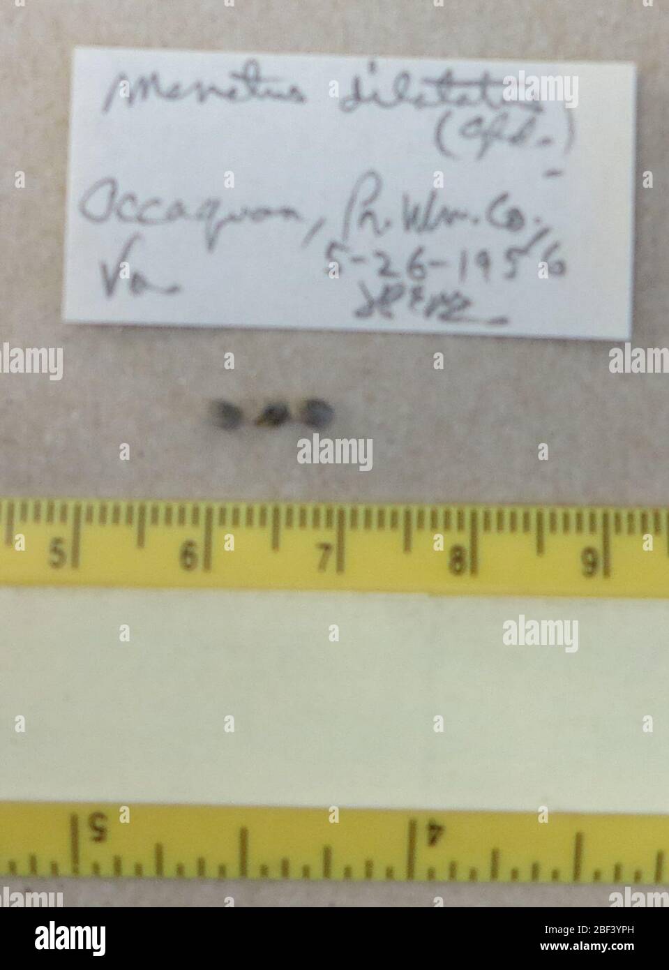 Dilatatus hi-res stock photography and images - Alamy