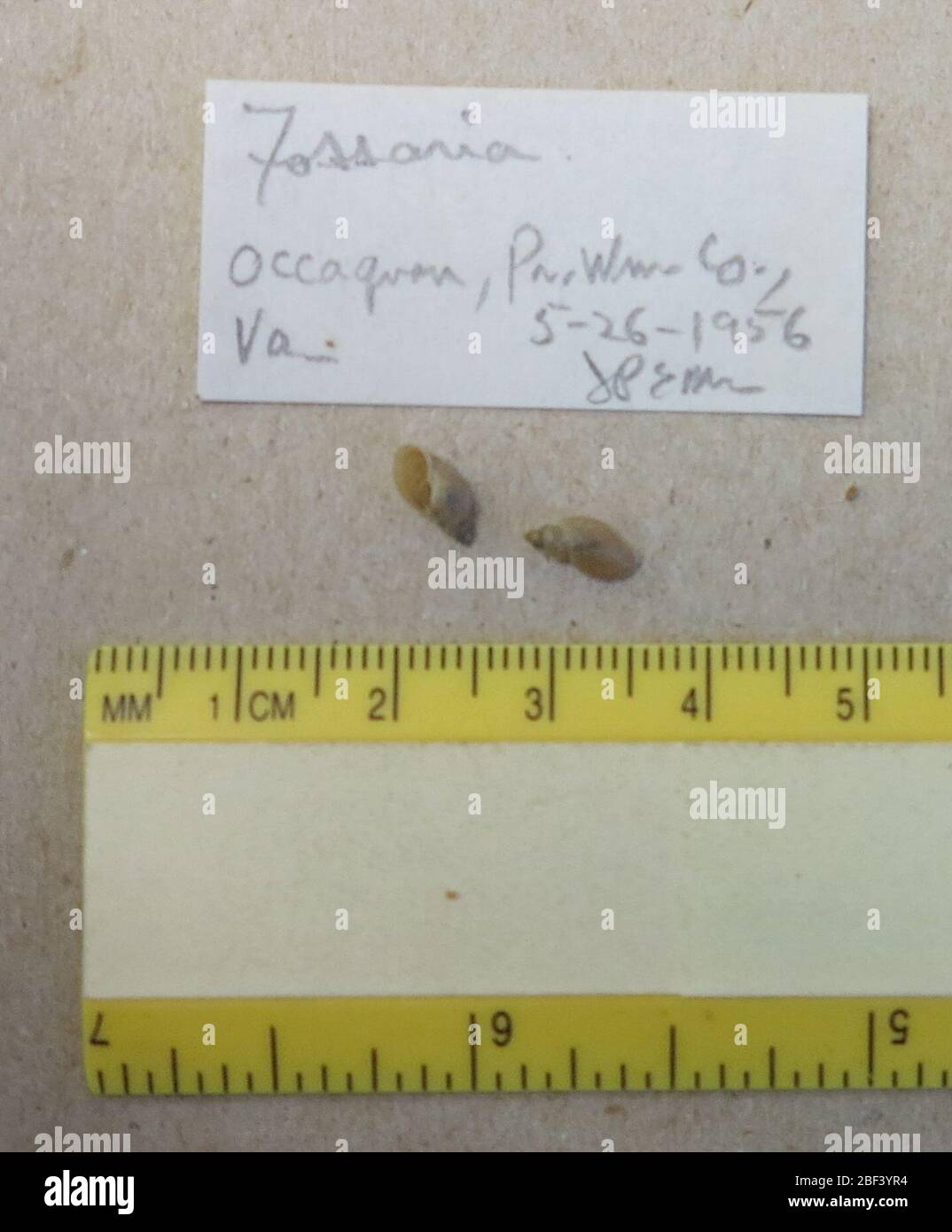 Sp 21 hi-res stock photography and images - Alamy